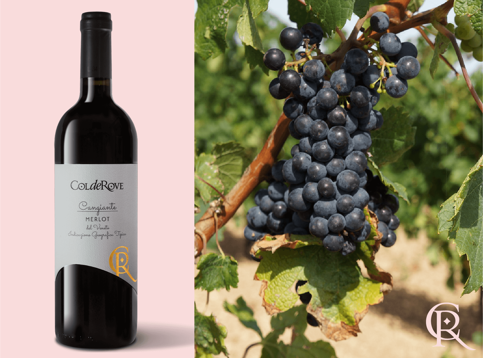 Alla scoperta del vitigno Merlot - Colderove